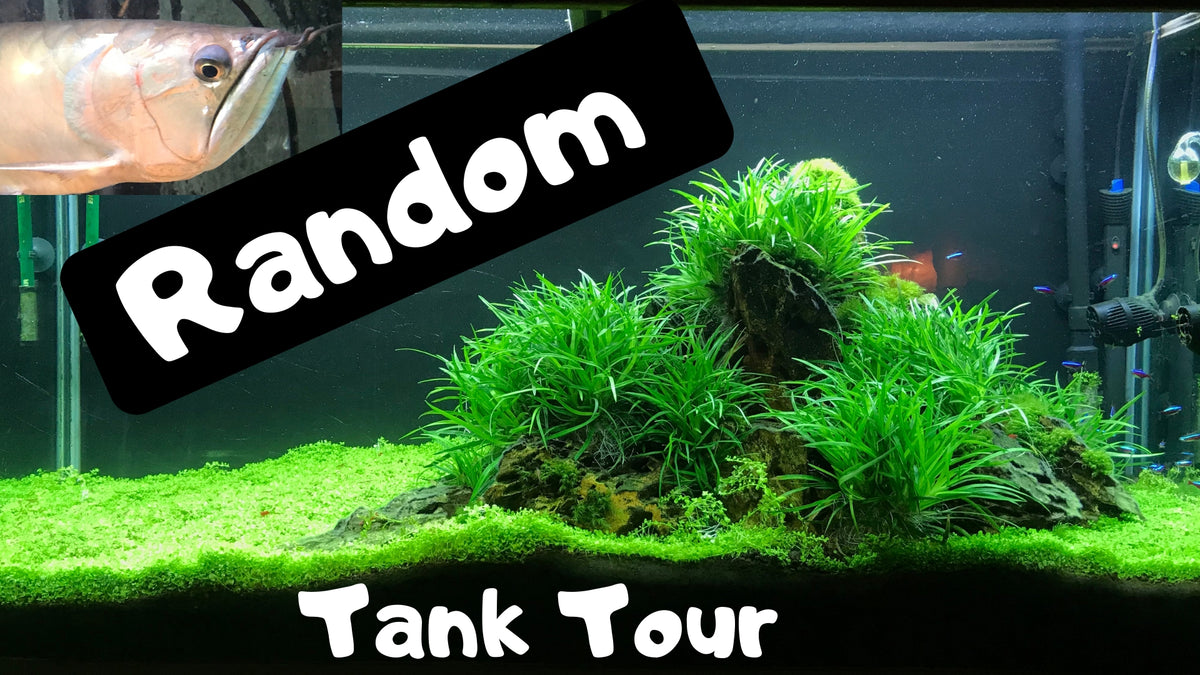 Random Tank Tour – Aquatic Support Systems
