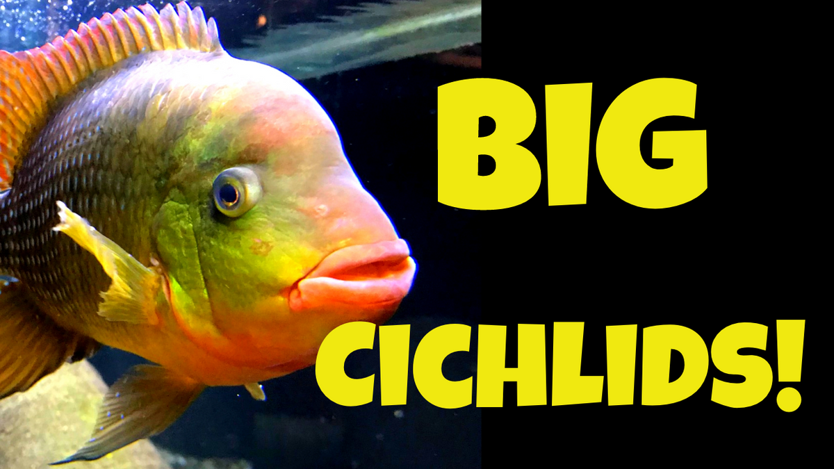 January Fish Room Update! – Aquatic Support Systems