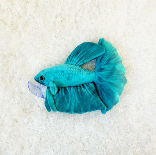 GreenPleco Plushie Teel - 6" – Aquatic Support Systems